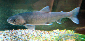 Maine State Fish, Blueback Charr, (Salvelinus alpinus oquassa) from ...